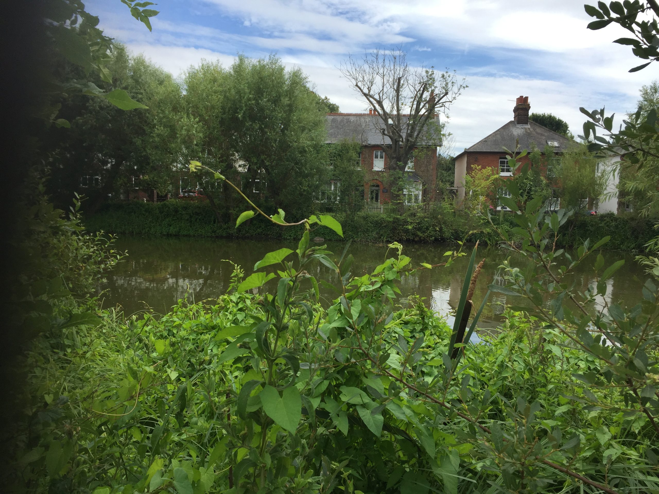1323 / 210 – Photograph Ashtead Pond - Ashtead Horticultural Society